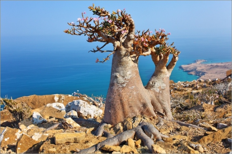 Turisti italiani bloccati a Socotra: “Tranquilli, ma in trappola” — Il ...