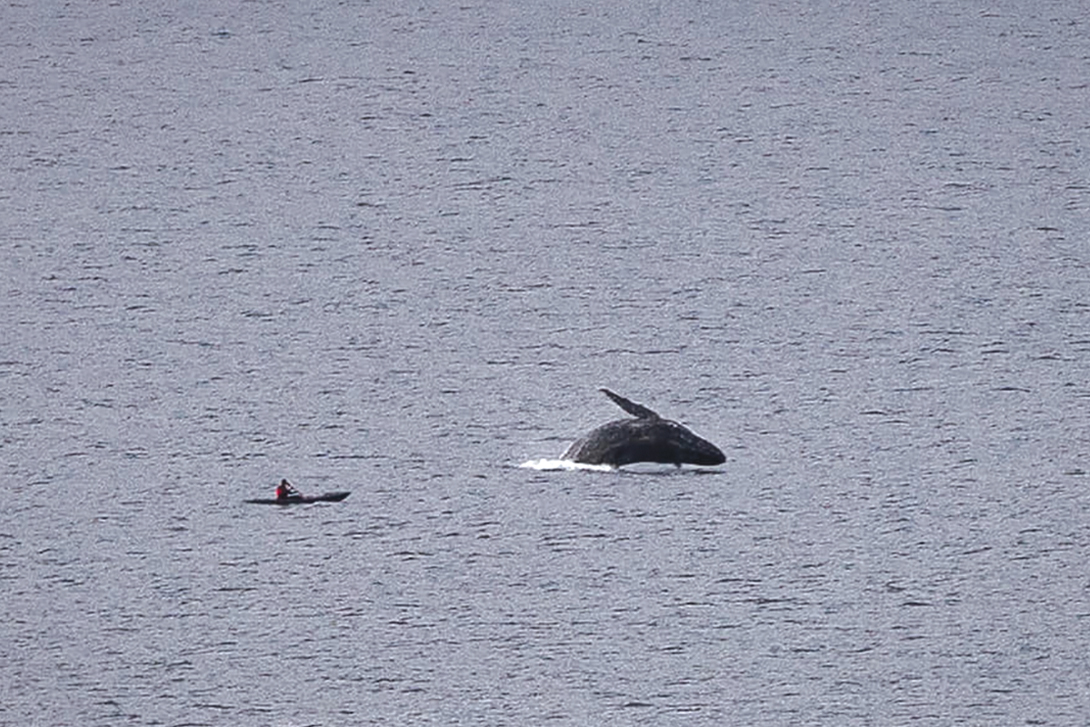 Lo chef e la balena, avventura a Manly — Il Globo
