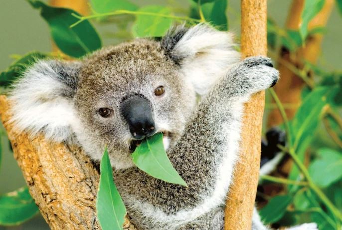 Bargo, riapre l’Australian Wildlife Sanctuary — Il Globo