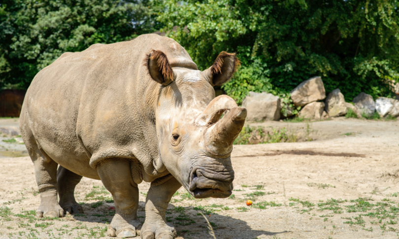Riproduzione assistita per salvare il rinoceronte bianco dall ...