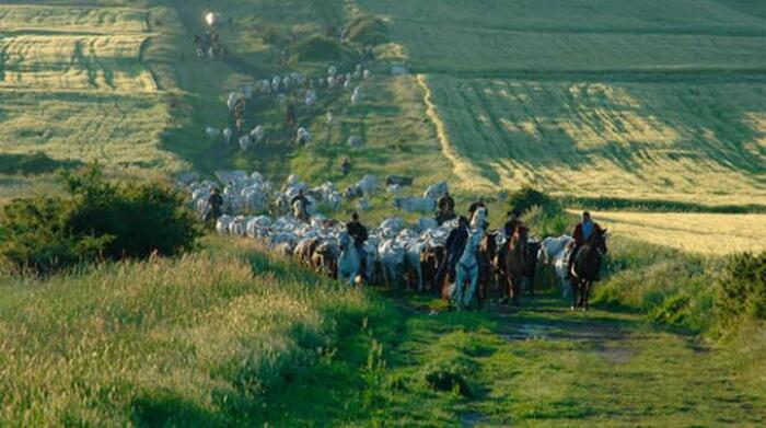 Summer transhumance gets underway in Italy — Il Globo
