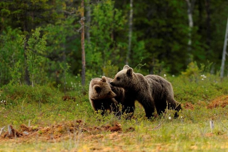 Trentino aprueba la ley que justifica el sacrificio de osos — Il Globo