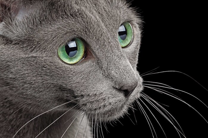 Italy’s first ‘SOS room’ for cats opens in Mestre — Il Globo