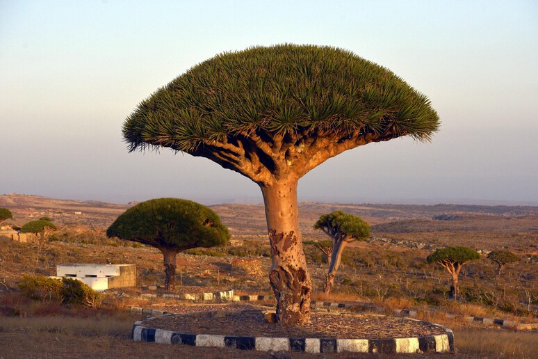 Socotra, evacuazione in corso: corridoio aereo per oltre 400 turisti ...